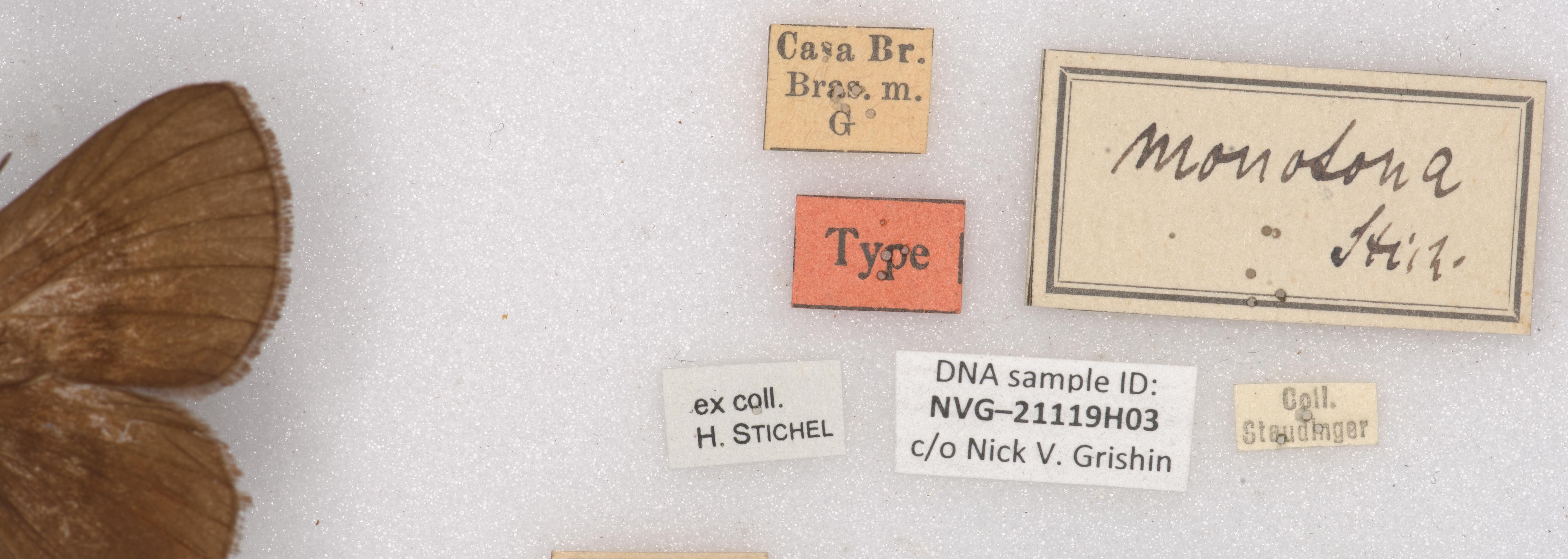 Aricoris monotona (type specimens)