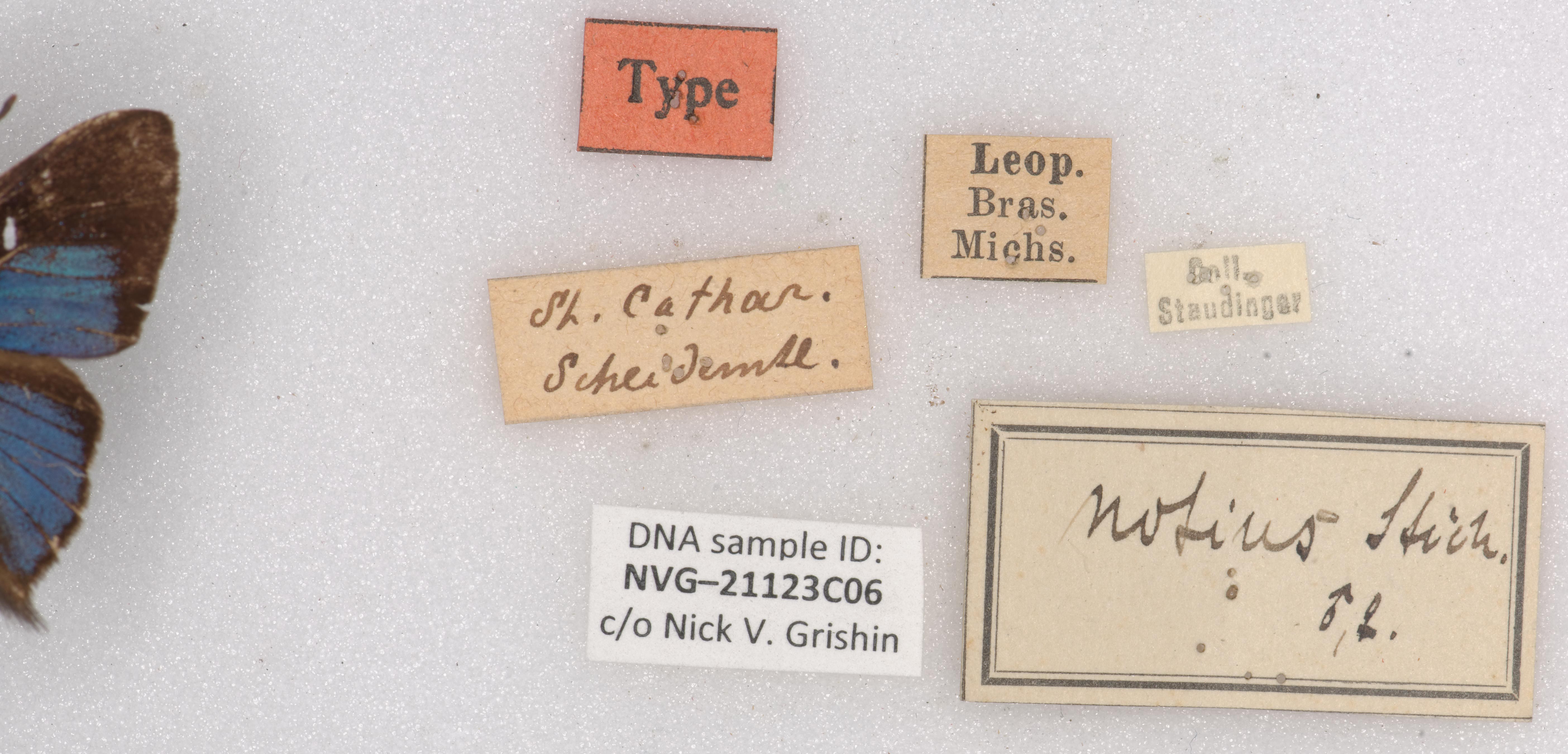 Ourocnemis renaldus notius (type specimens)