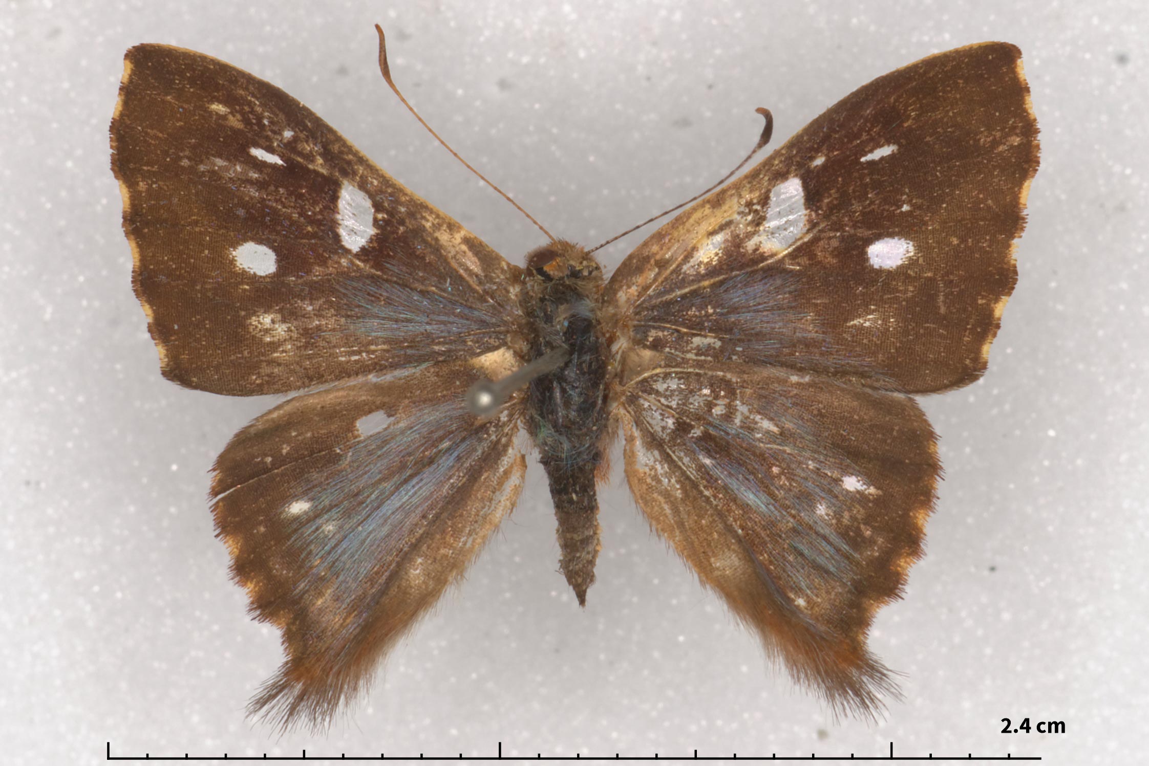 Ourocnemis principalis (type specimens)