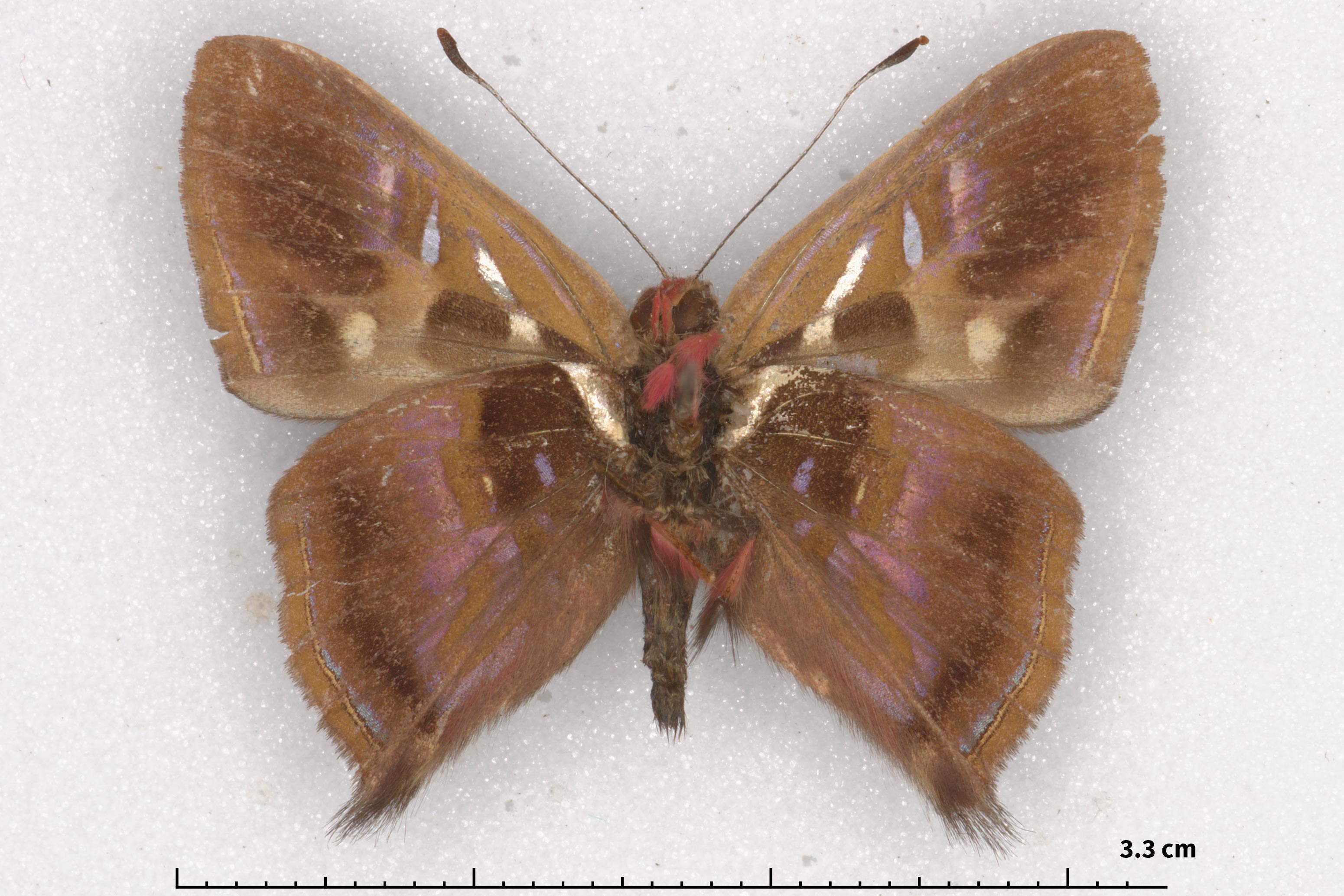 Ourocnemis renaldus notius (type specimens)