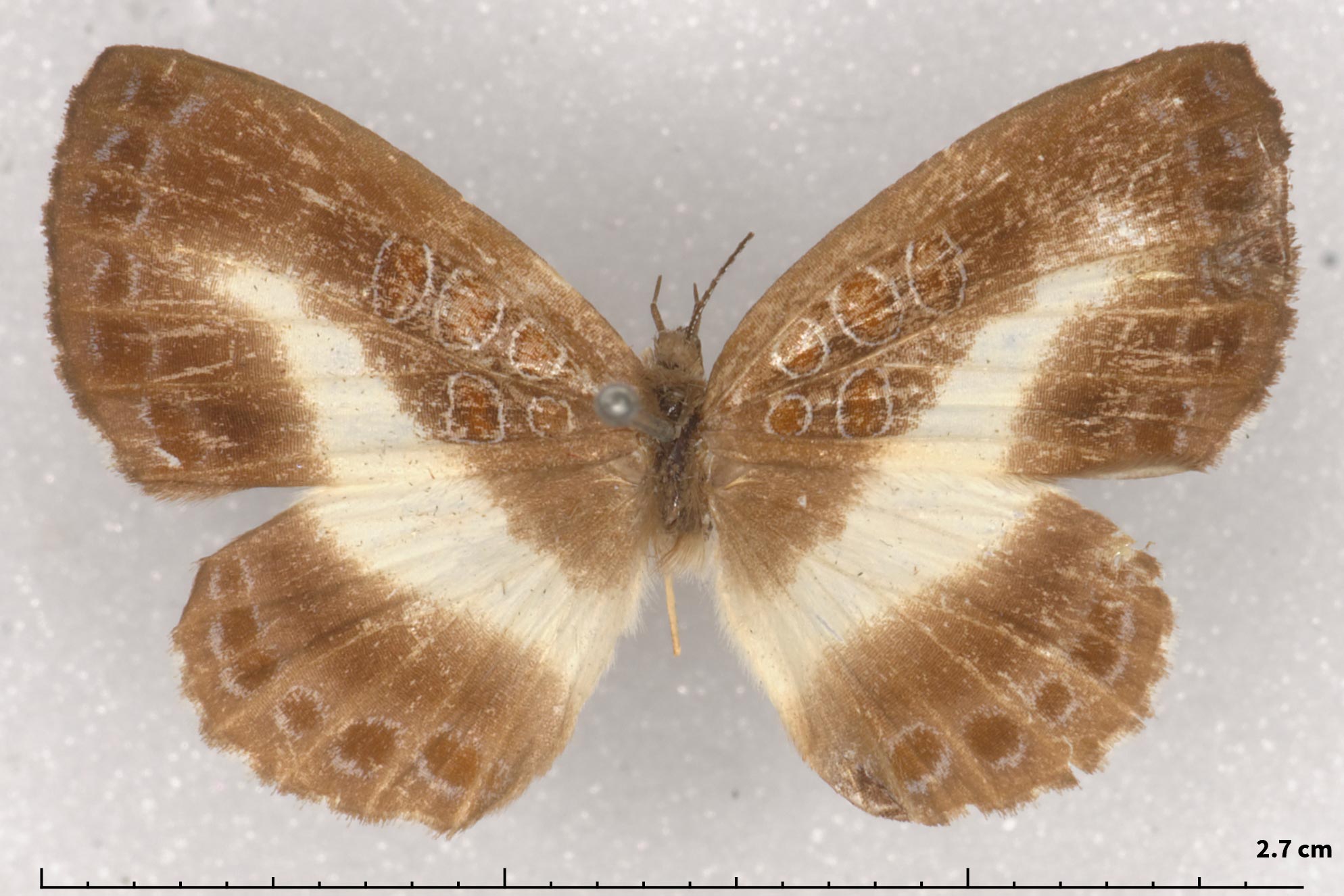 Annulata annulifera (TYPE of Echenais torquata Stichel, 1916) old [MFNB].