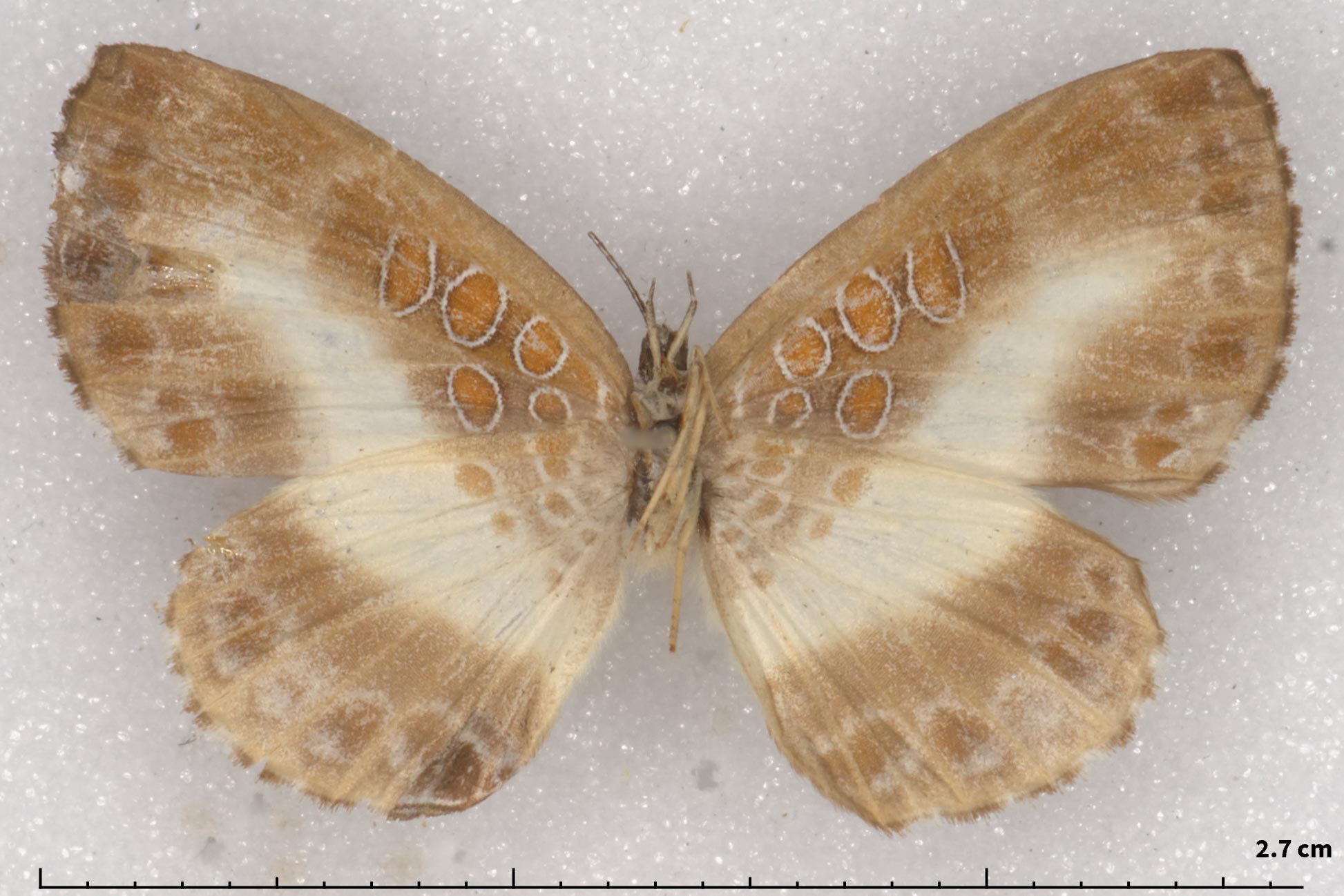 Annulata annulifera (type specimens)