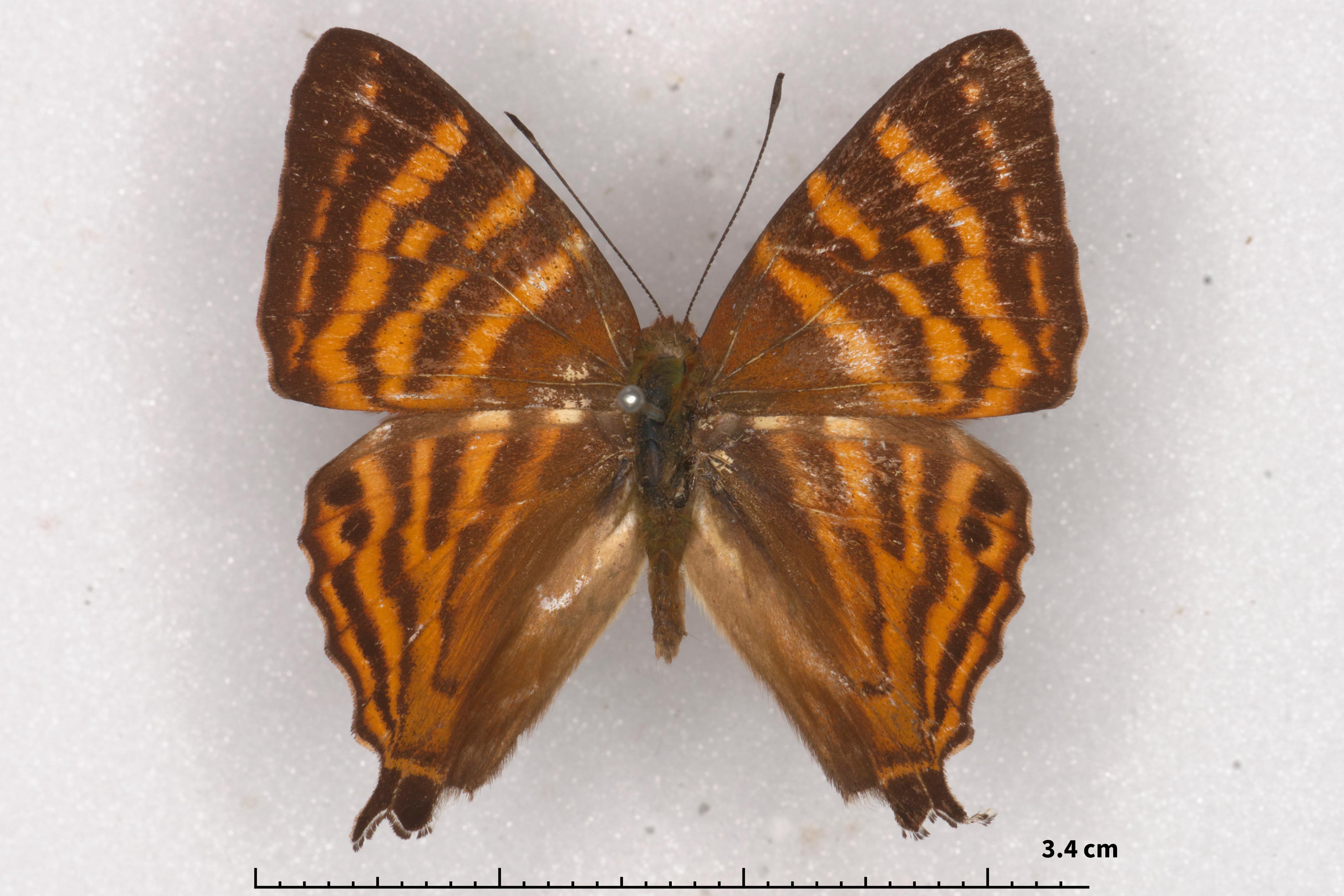 Dodona e. elvira (type specimens)