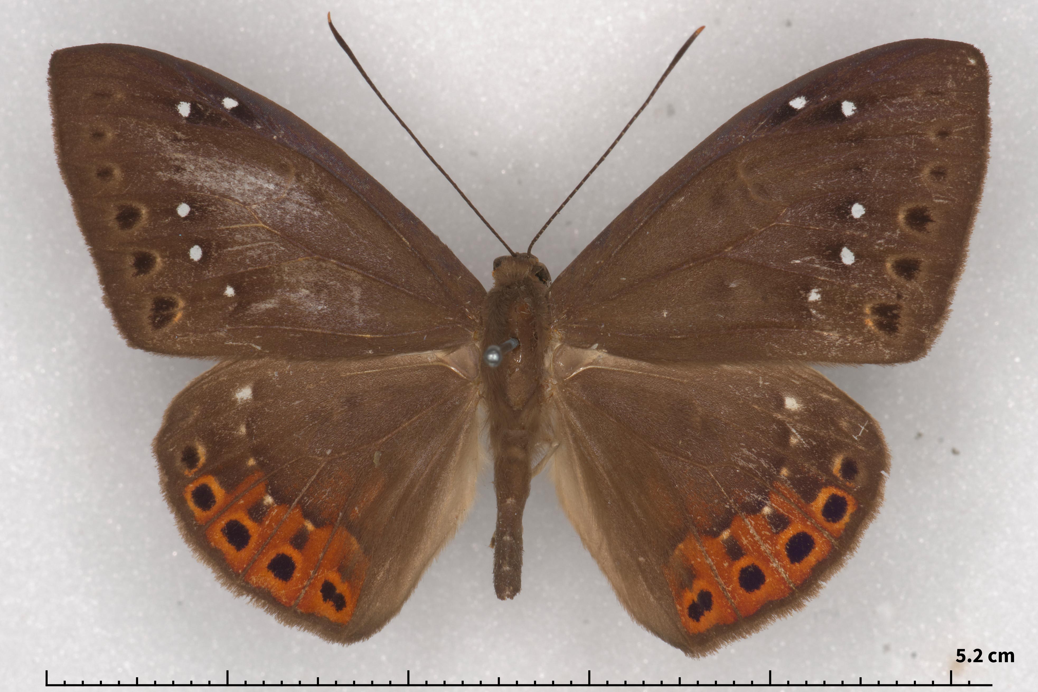 Eurybia albiseriata stellifera (type specimens)