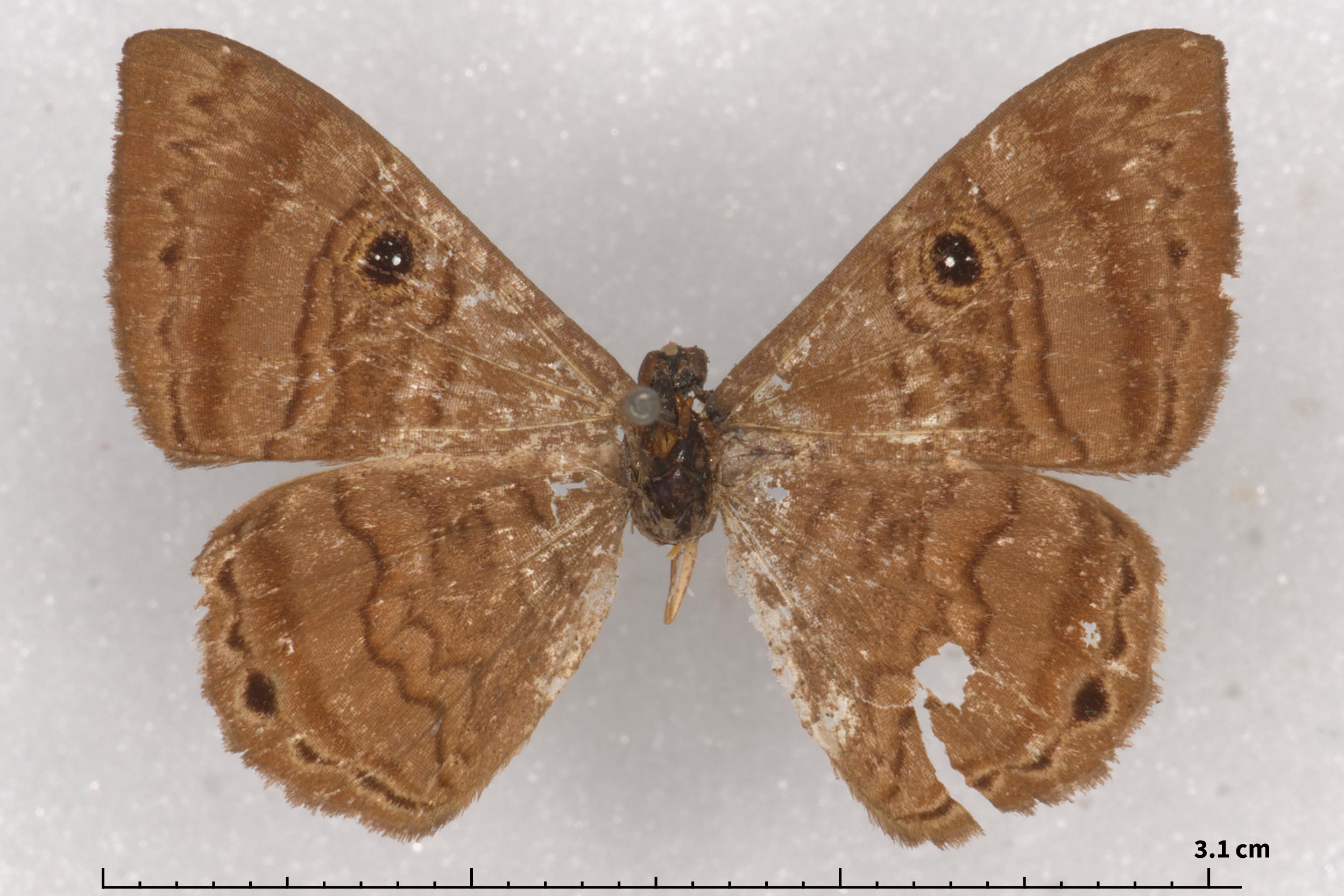 Mesosemia odice (type specimens)