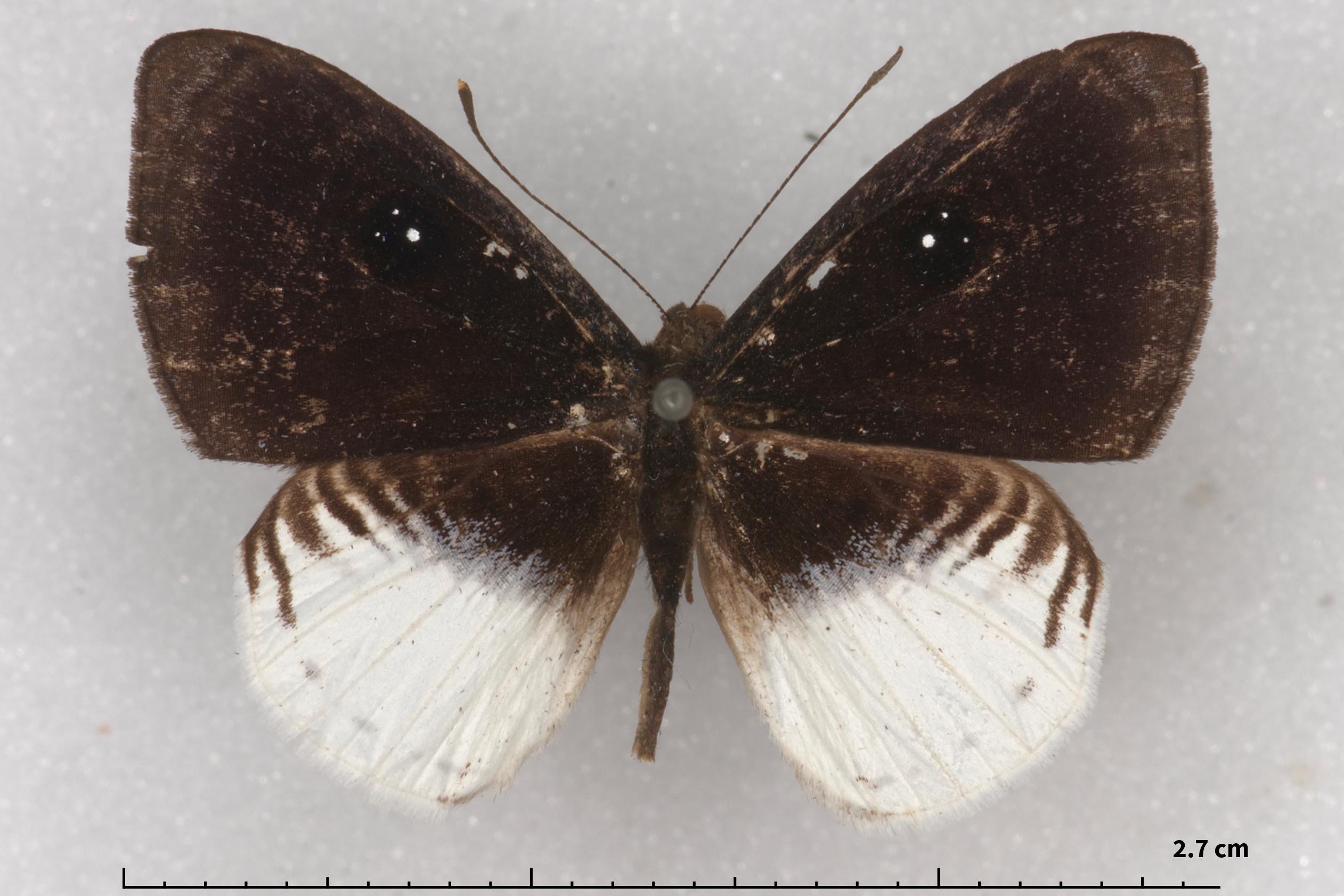 Mesosemia metope ungulata (pinned specimens)
