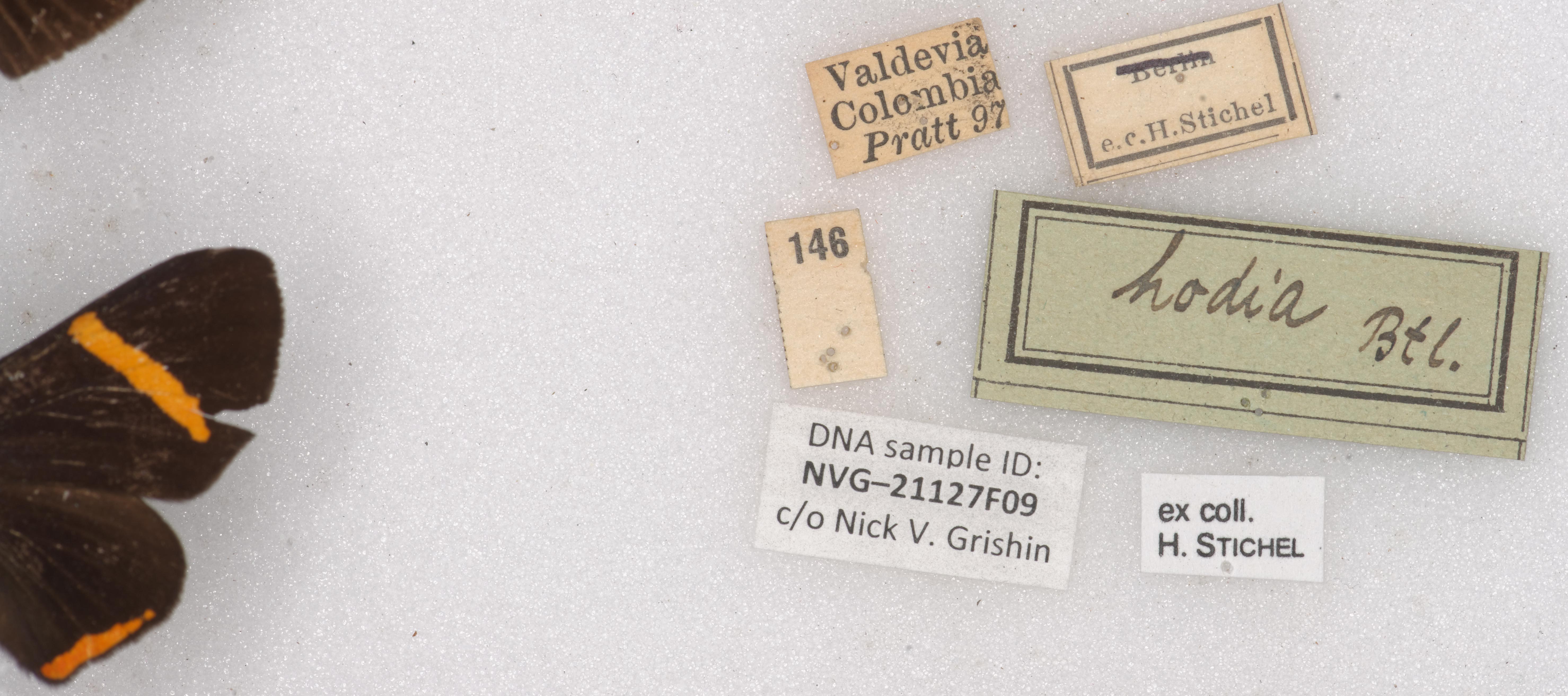 Melanis hodia (pinned specimens)