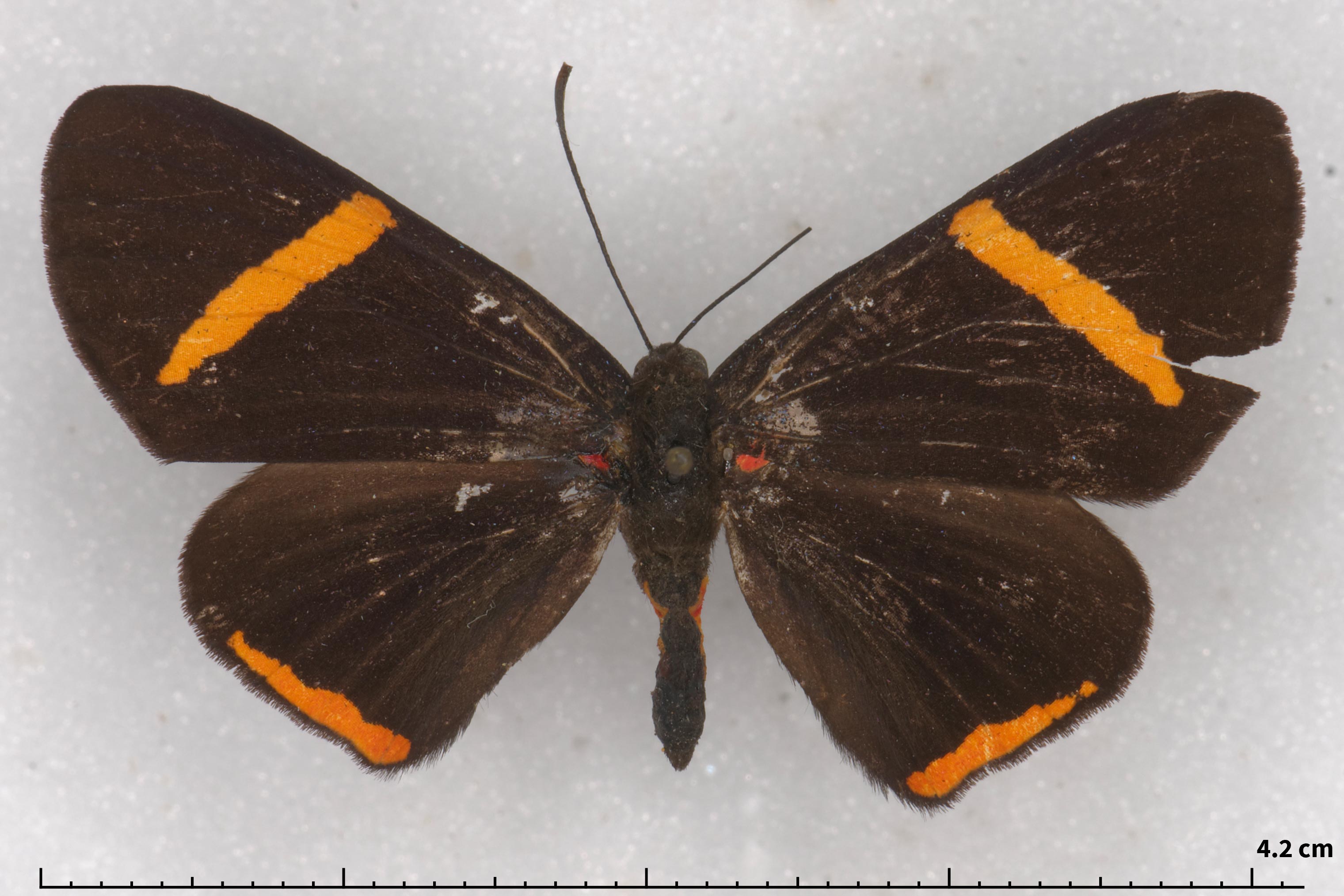 Melanis hodia (pinned specimens)