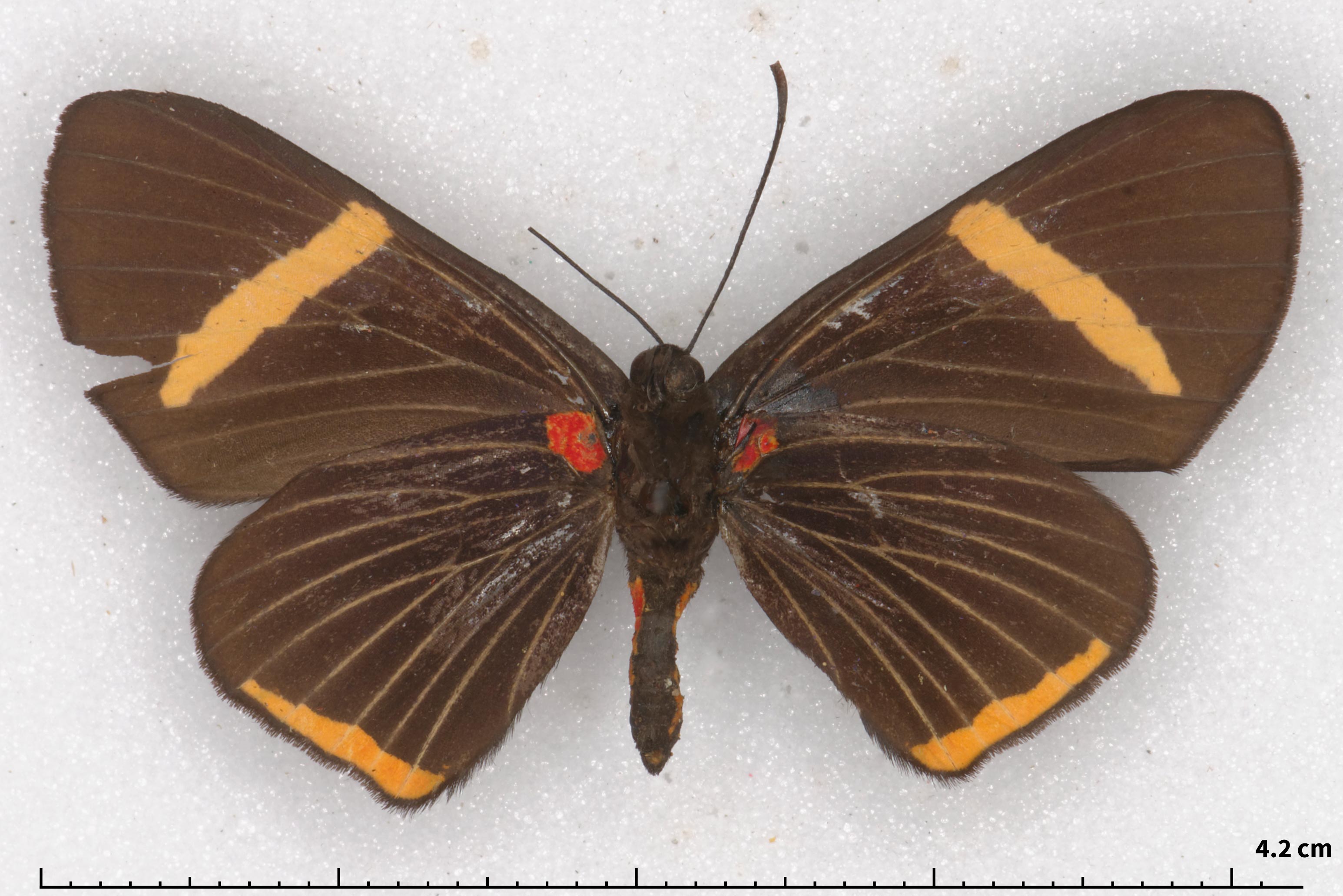 Melanis hodia (pinned specimens)