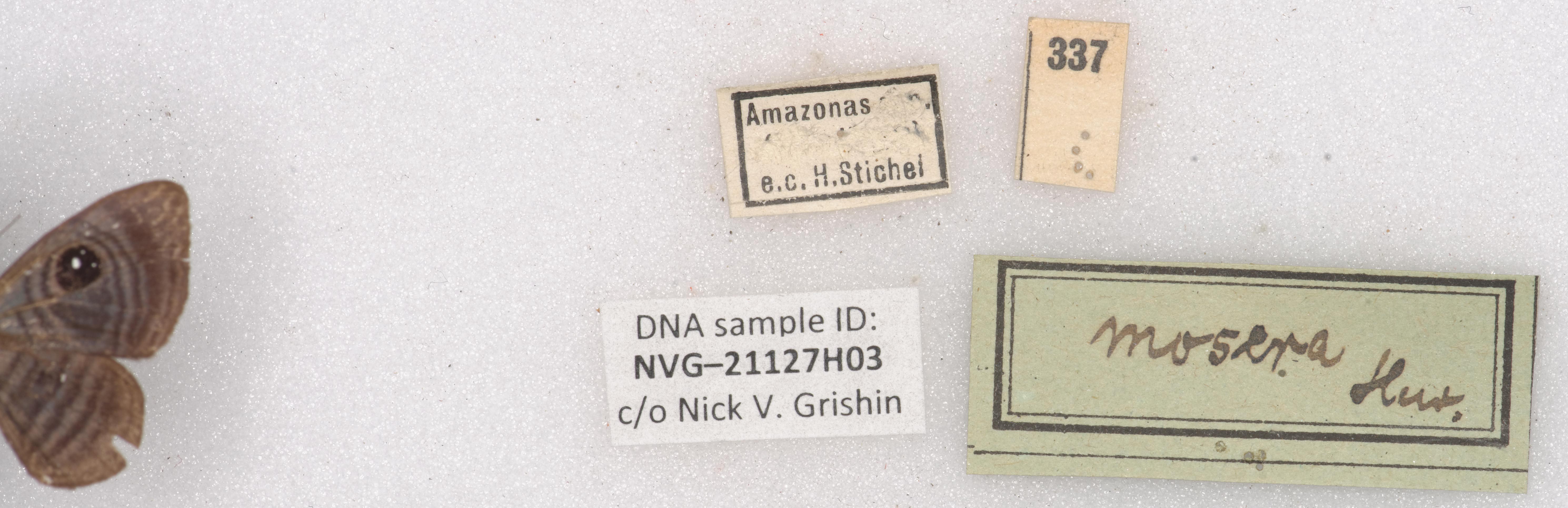 Mesosemia mosera (pinned specimens)