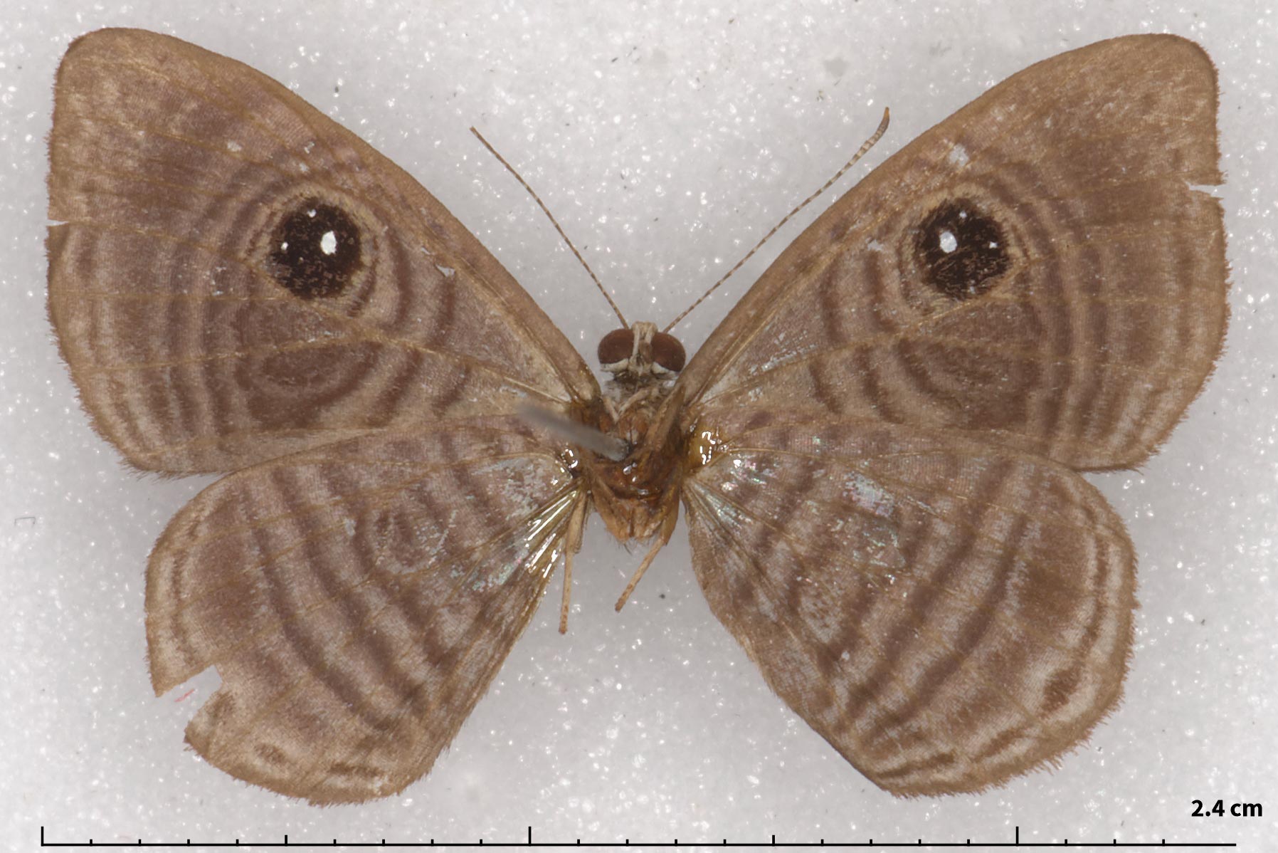 Mesosemia mosera (pinned specimens)