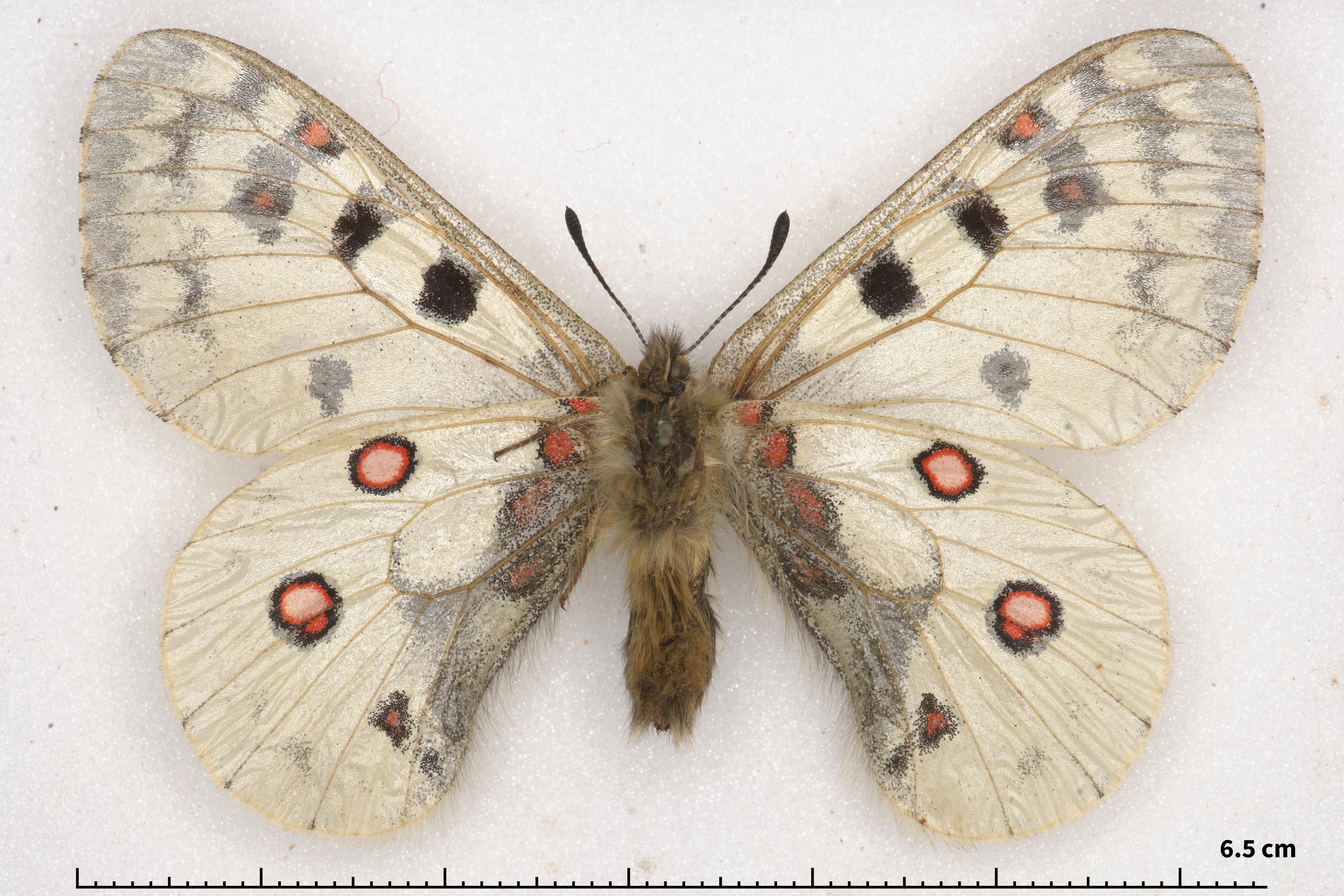 Parnassius phoebus apricatus (type specimens)