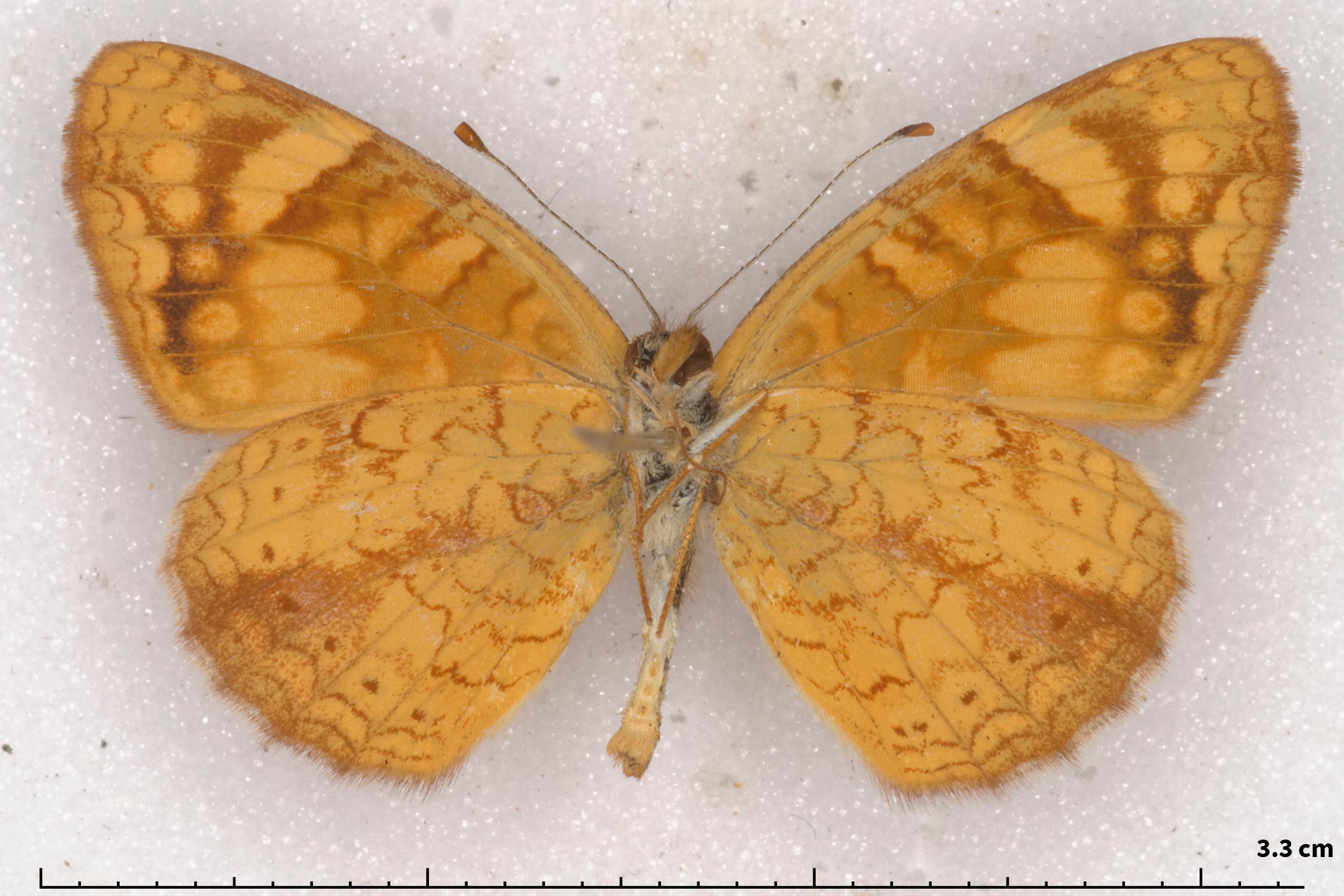 Tegosa orobia ursula (type specimens)