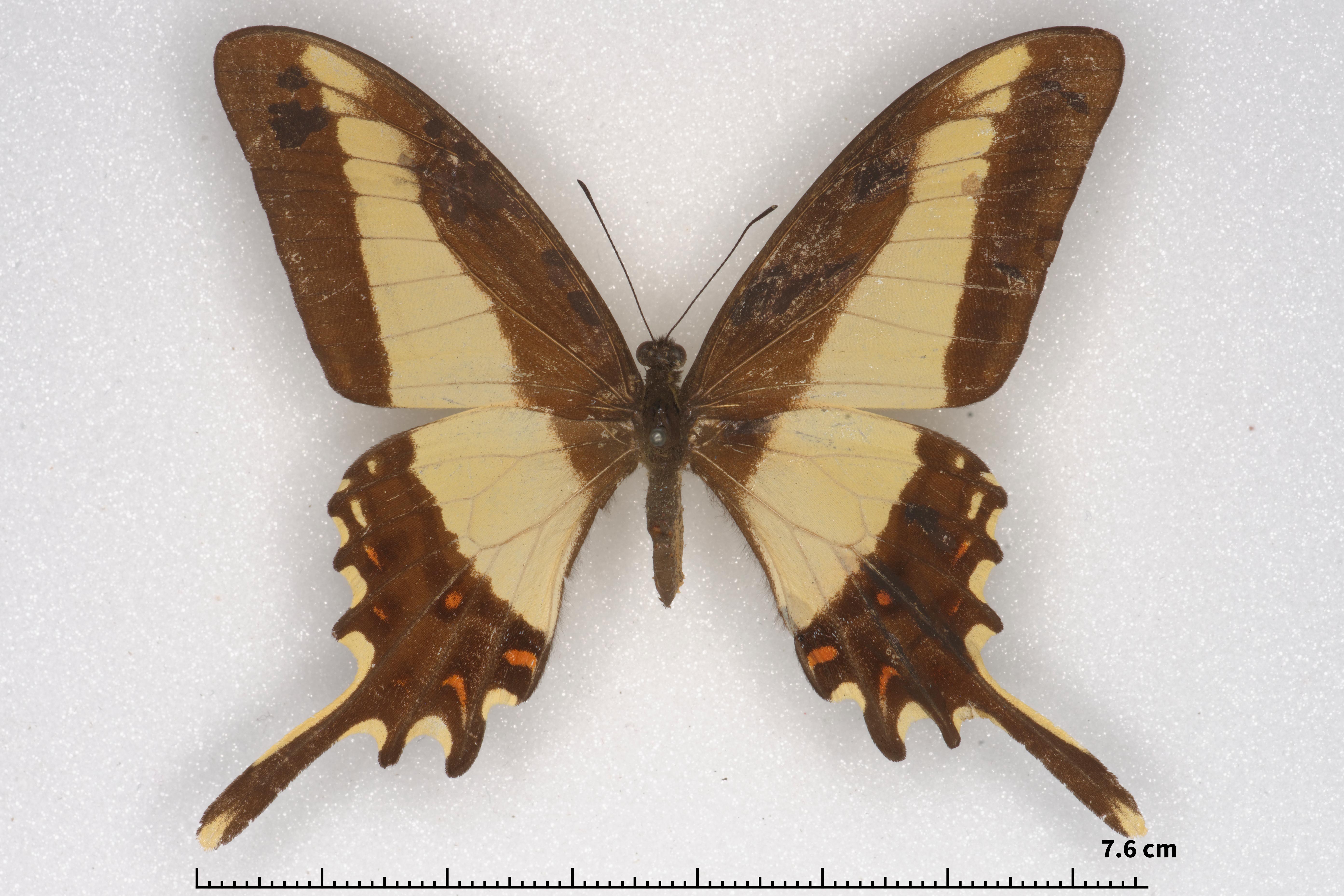 Heraclides h. himeros (pinned specimens)