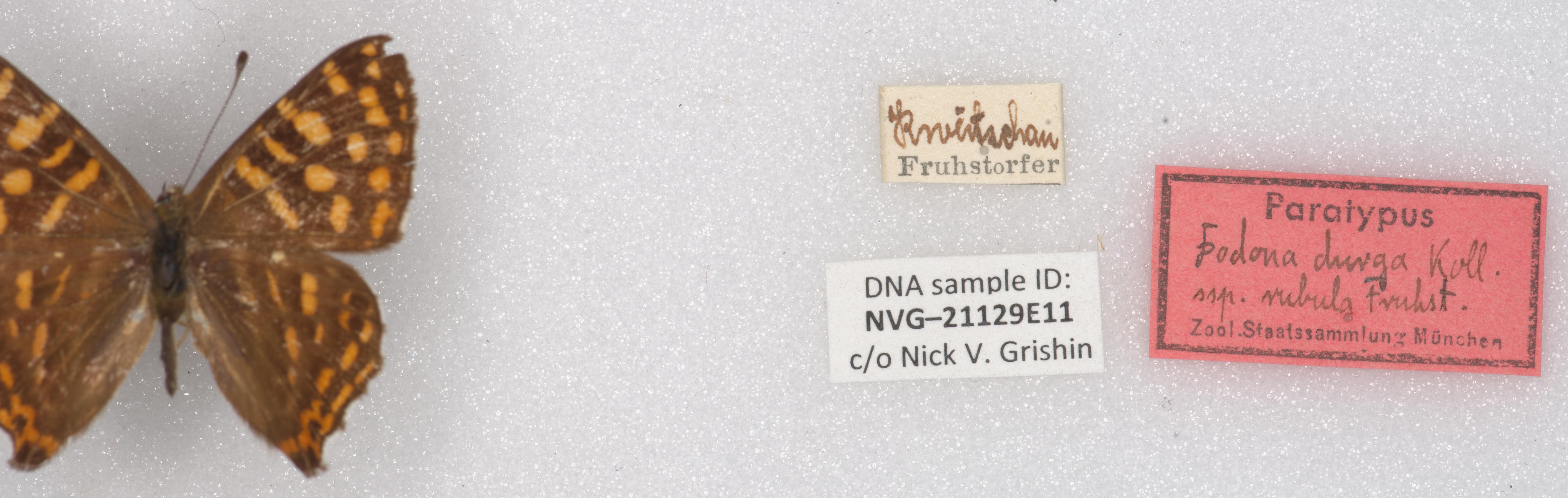 Dodona durga rubula (type specimens)
