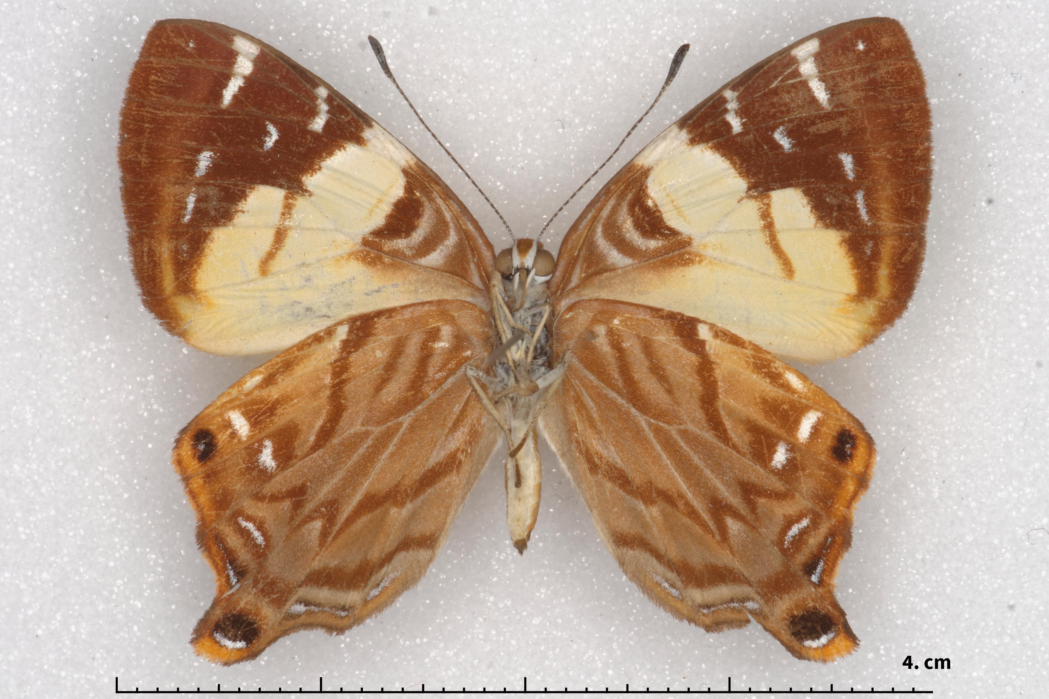 Dicallaneura a. amabilis (pinned specimens)
