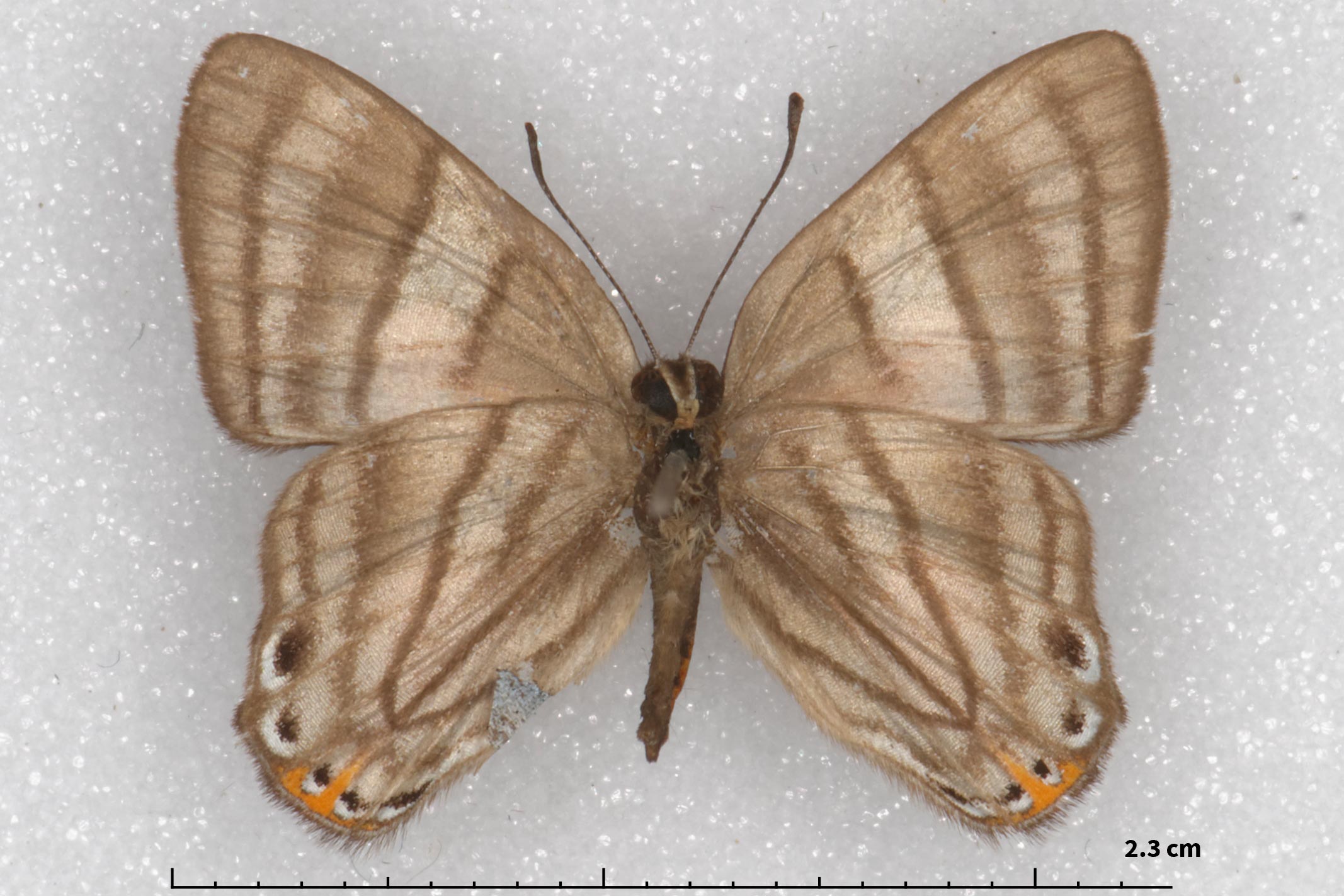 Pelolasia fervida fervidina (type specimens)