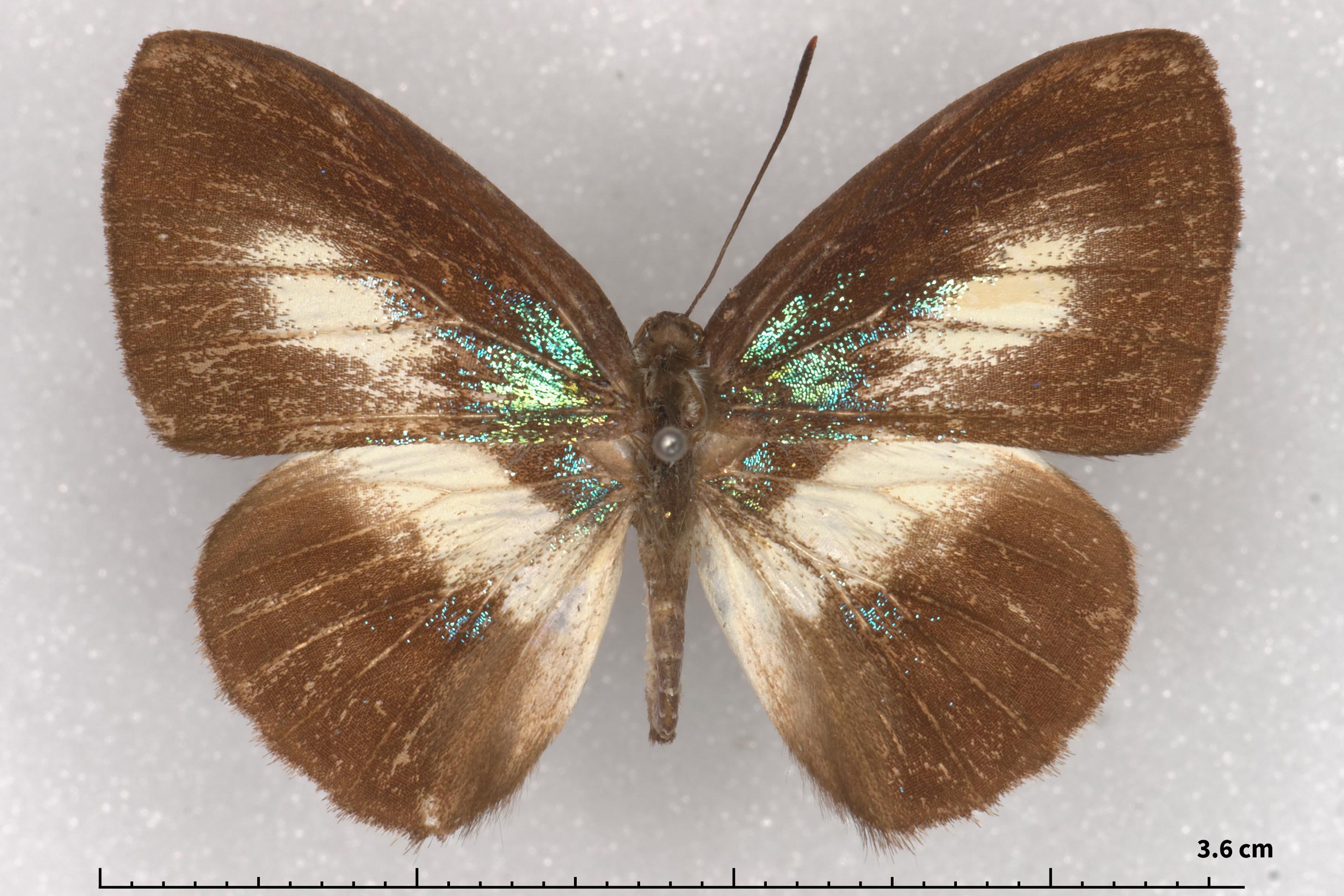 Hypochrysops miraculum (type specimens)