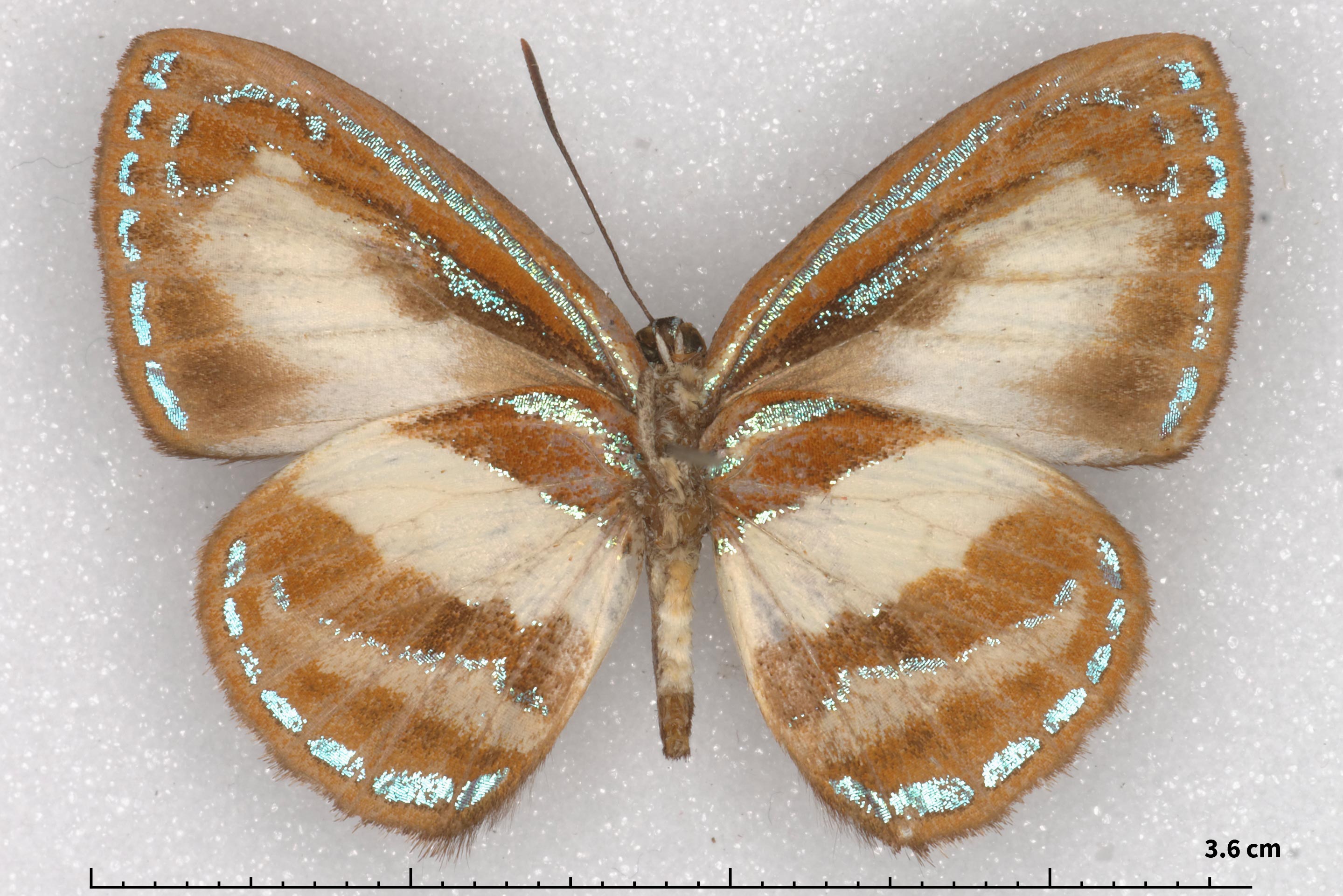 Hypochrysops miraculum (type specimens)