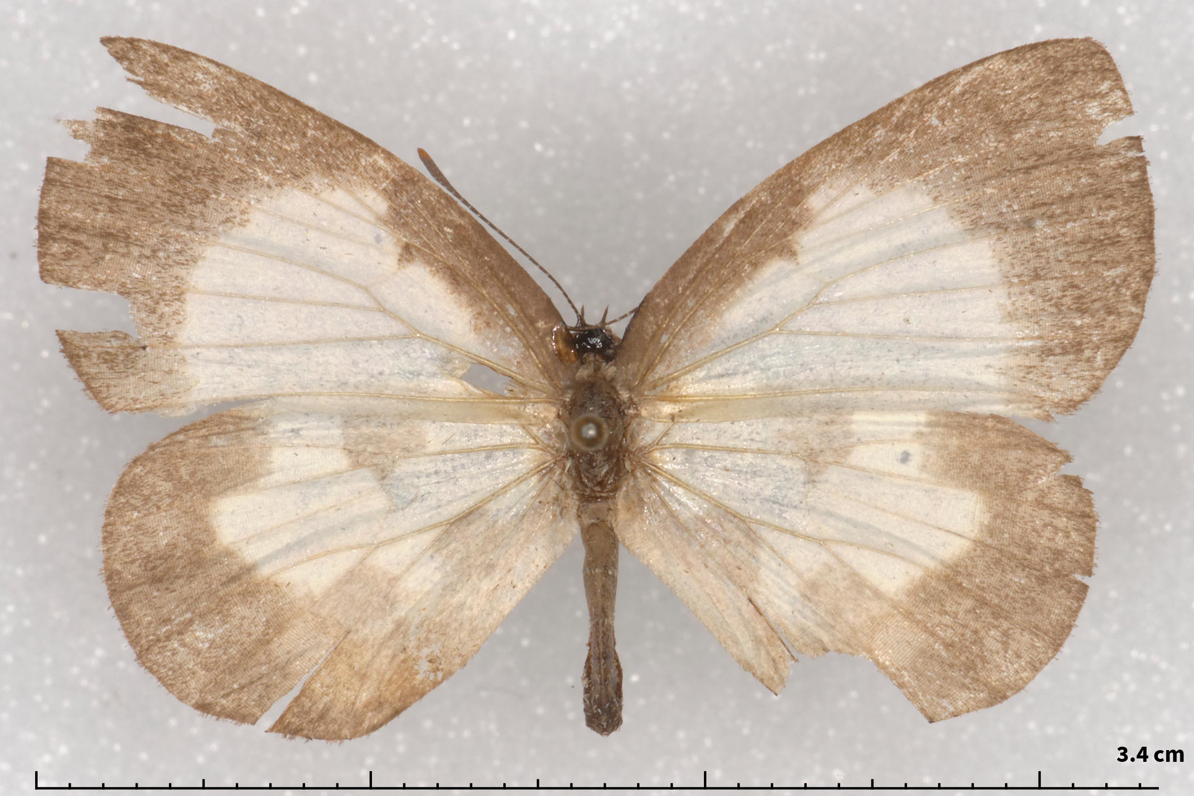 Falcuna s. synesia (pinned specimens)