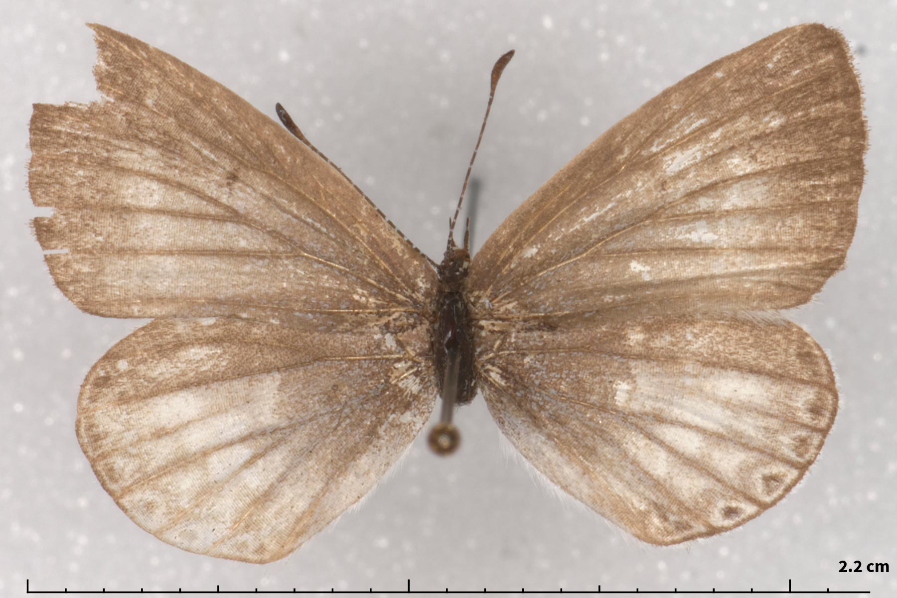 Elkalyce cogina (pinned specimens)