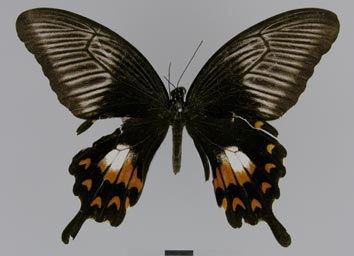 Papilio alphenor perversus (type specimens)