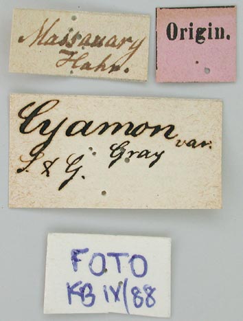 Eurytides ariarathes arianus SYNTYPE Brazil [MFNB].