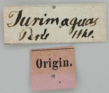 Eurytides ariarathes arianus SYNTYPE Brazil [MFNB].