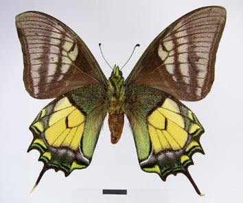 Teinopalpus a. aureus (type specimens)