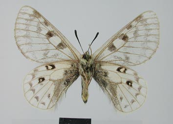 Parnassius simo avinoffi (type specimens)