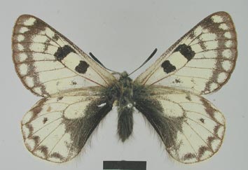 Parnassius b. boedromius (type specimens)