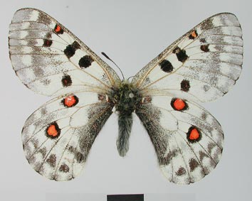Parnassius actius actius (Eversmann, 1843); Comments: TL: Kazakhstan