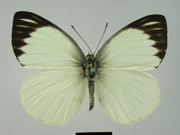 Appias aegis caepia (type specimens)