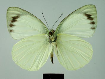 Appias aegis caepia (type specimens)