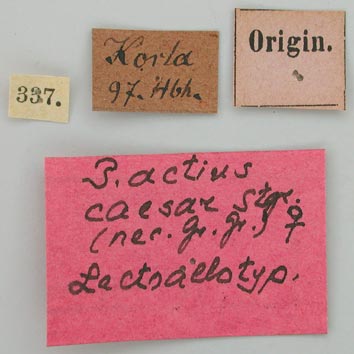 Parnassius actius caesar TYPE [MFNB].