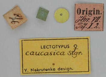 Melitaea phoebe phoebe (TYPE of Melitaea caucasica Staudinger, 1861 ...
