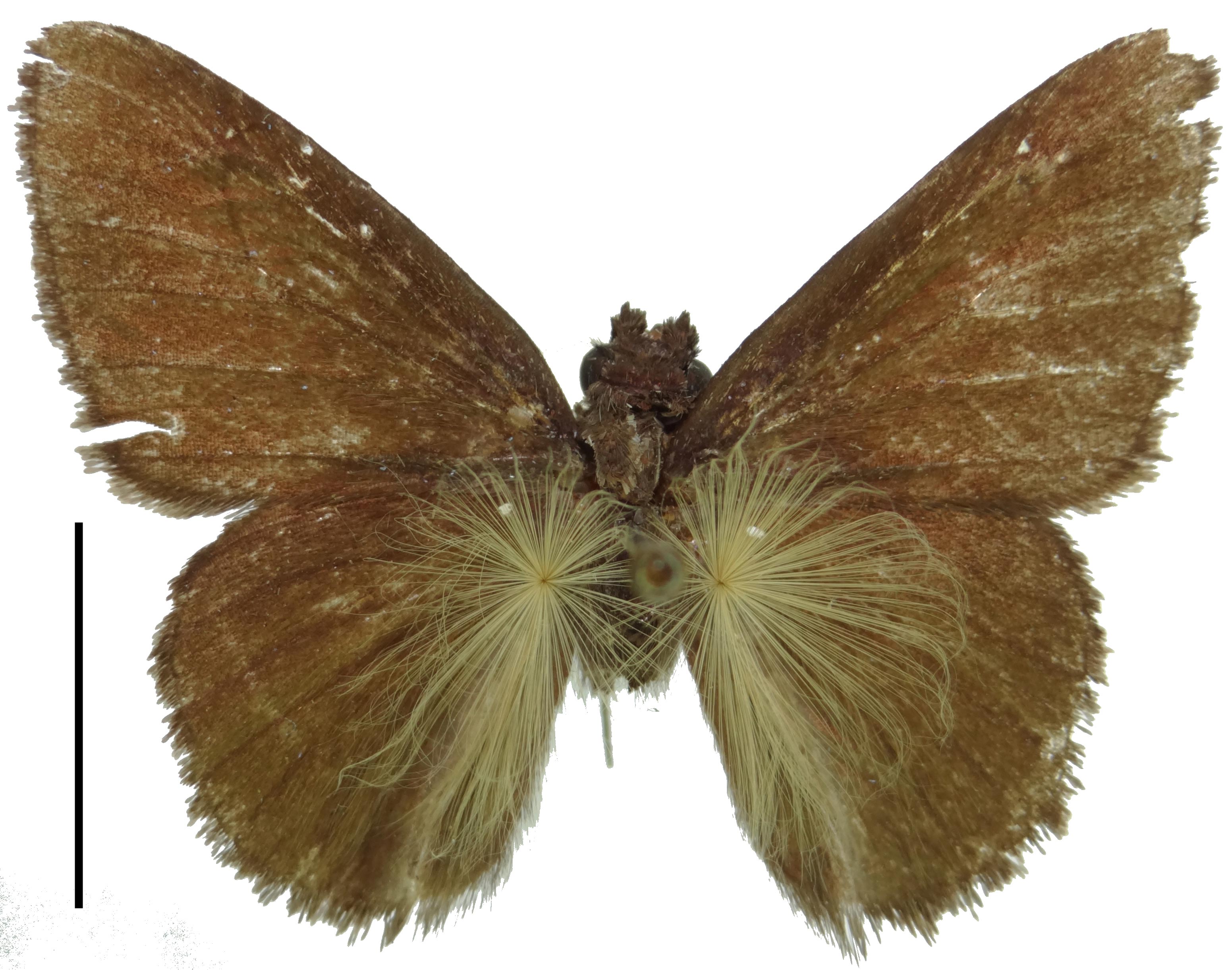 Cogia punctilia (type specimens)