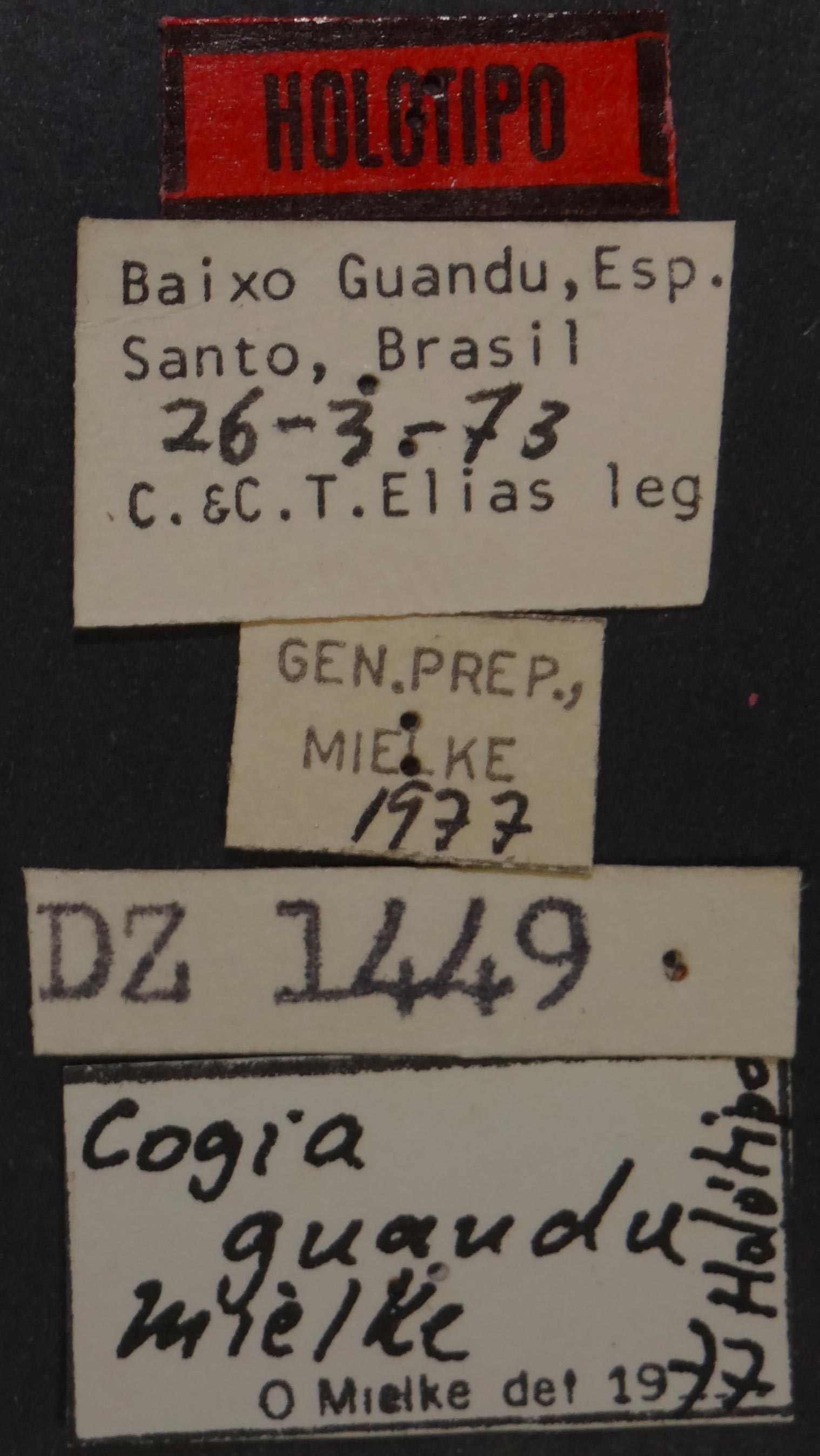 Cogia punctilia (type specimens)