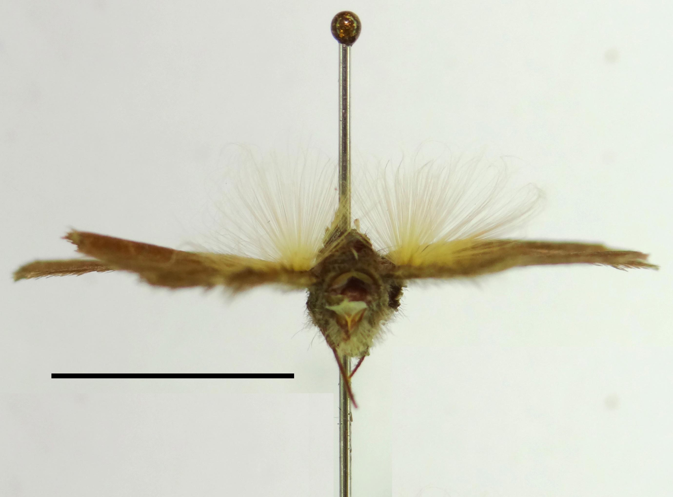 Cogia punctilia (type specimens)