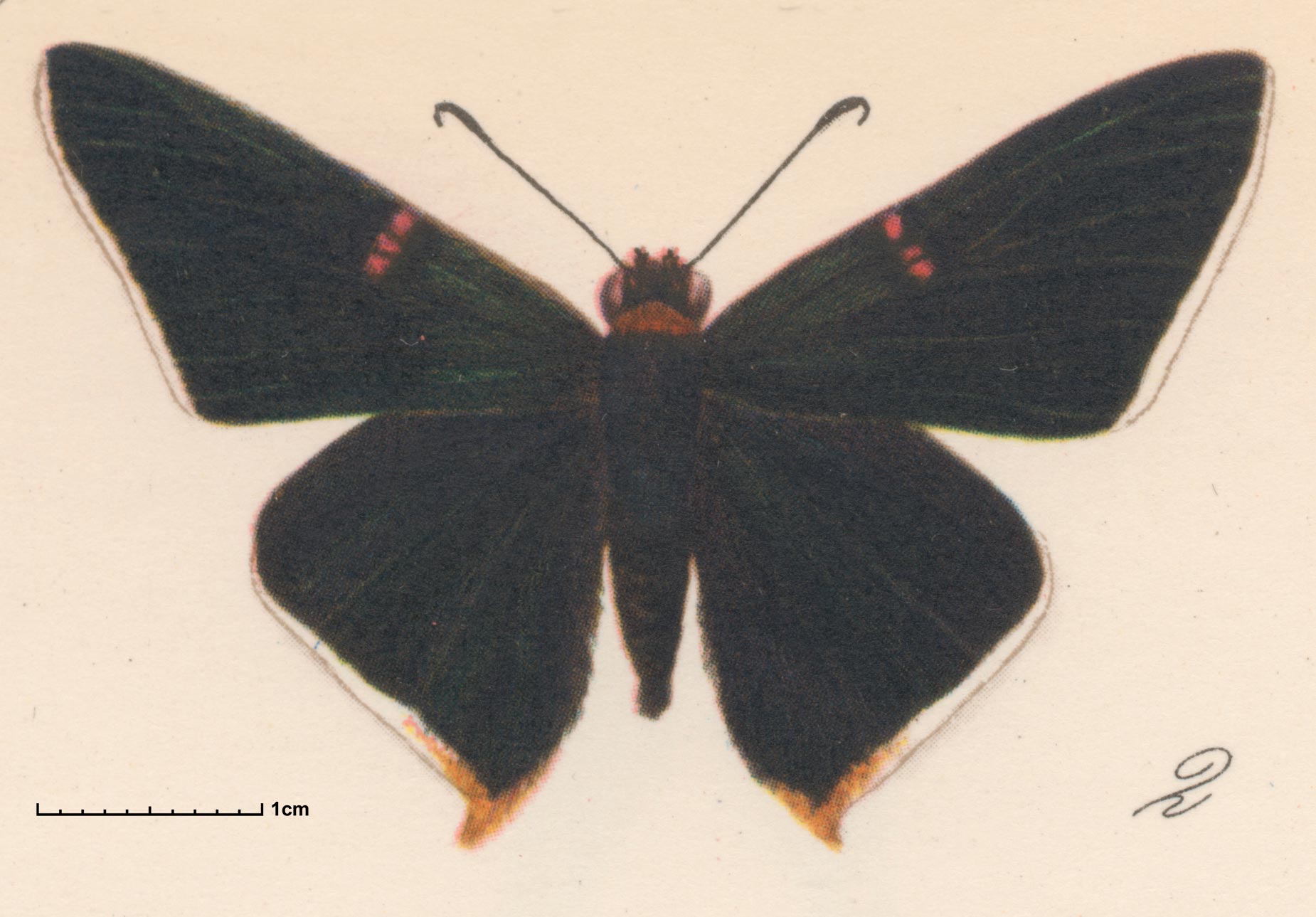 Phocides p. polybius (illustrations)