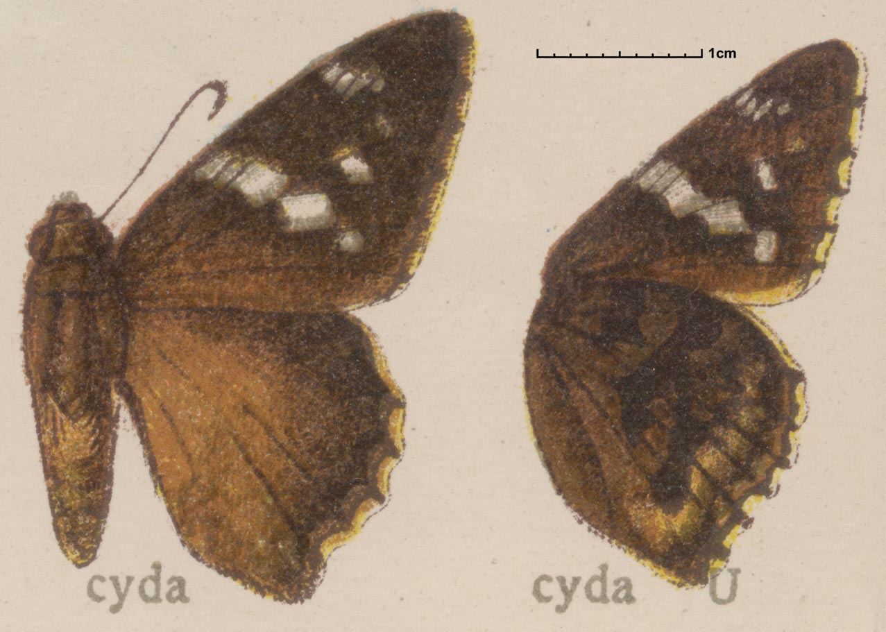 Lobotractus cyda (illustrations)