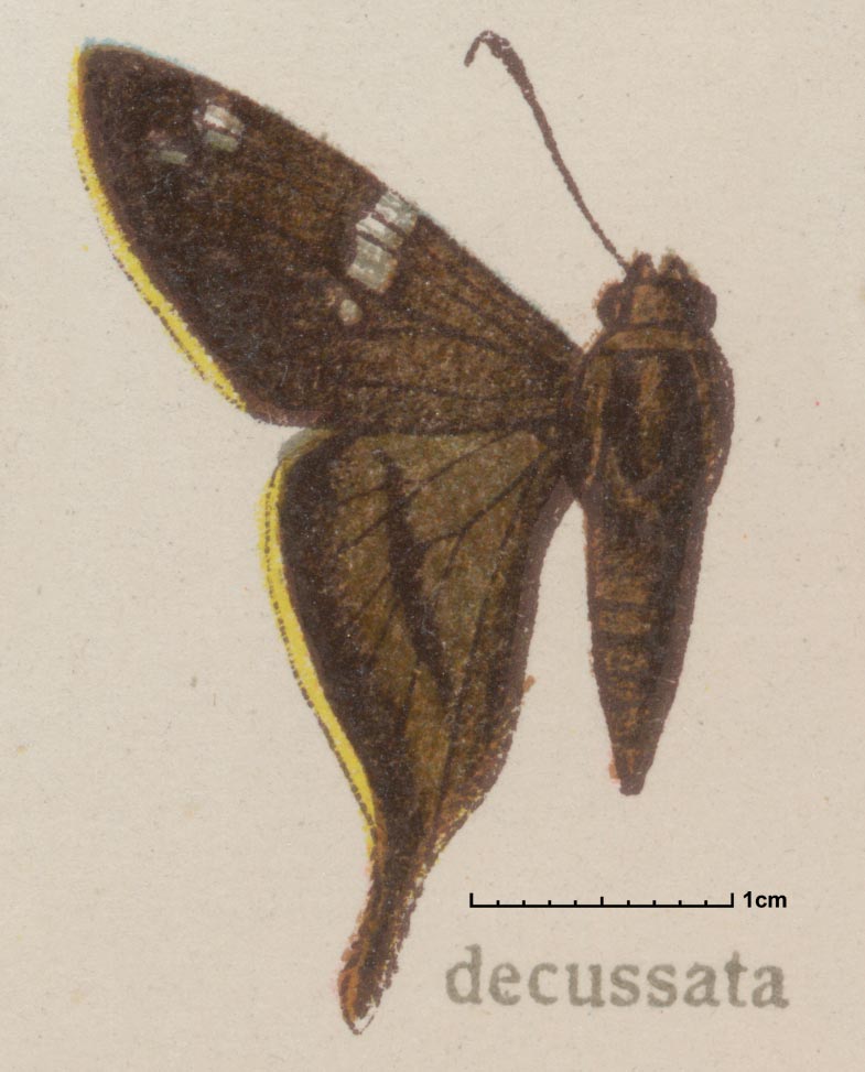 Ectomis octomaculata (illustrations)