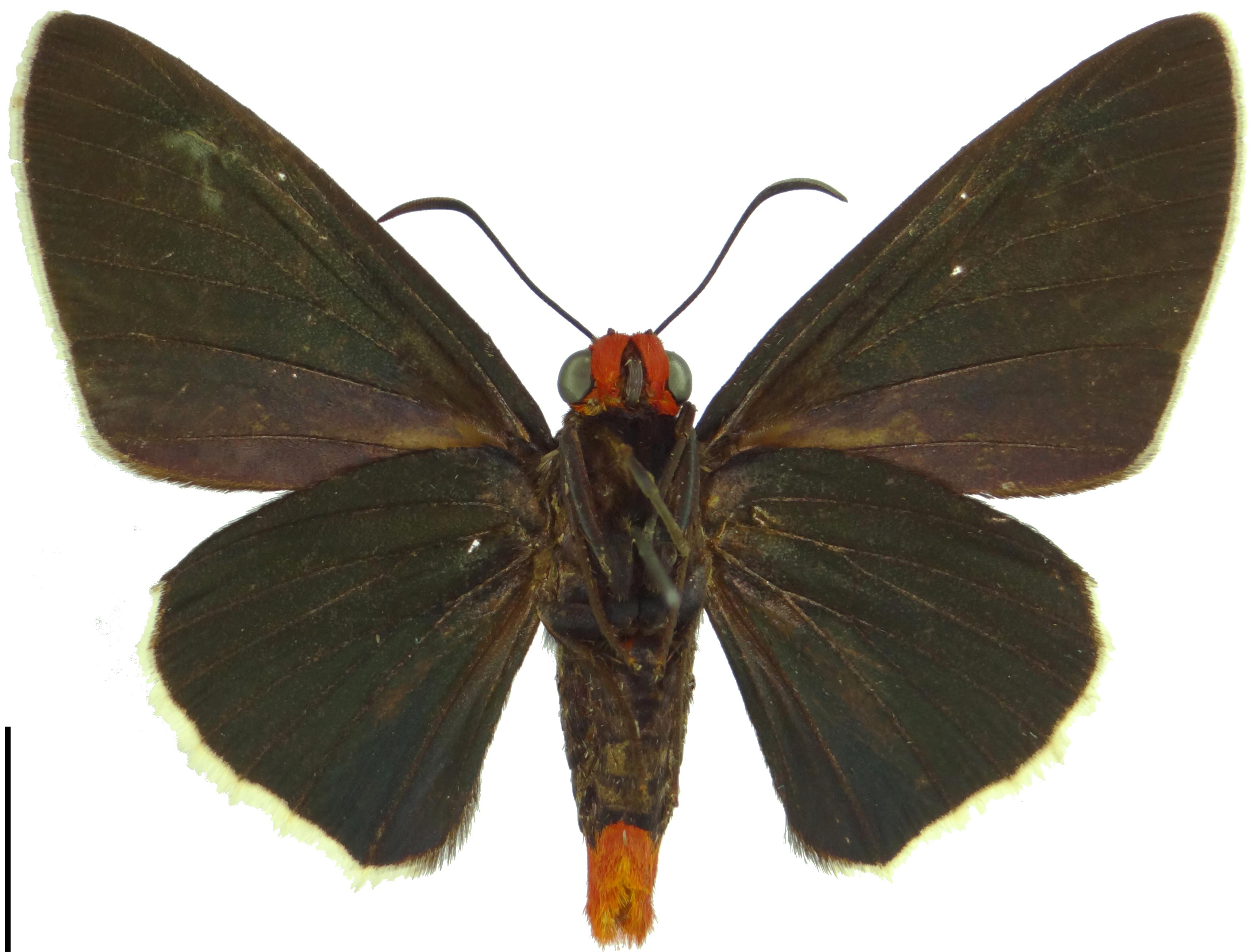 Microceris lamprus albociliata (type specimens)