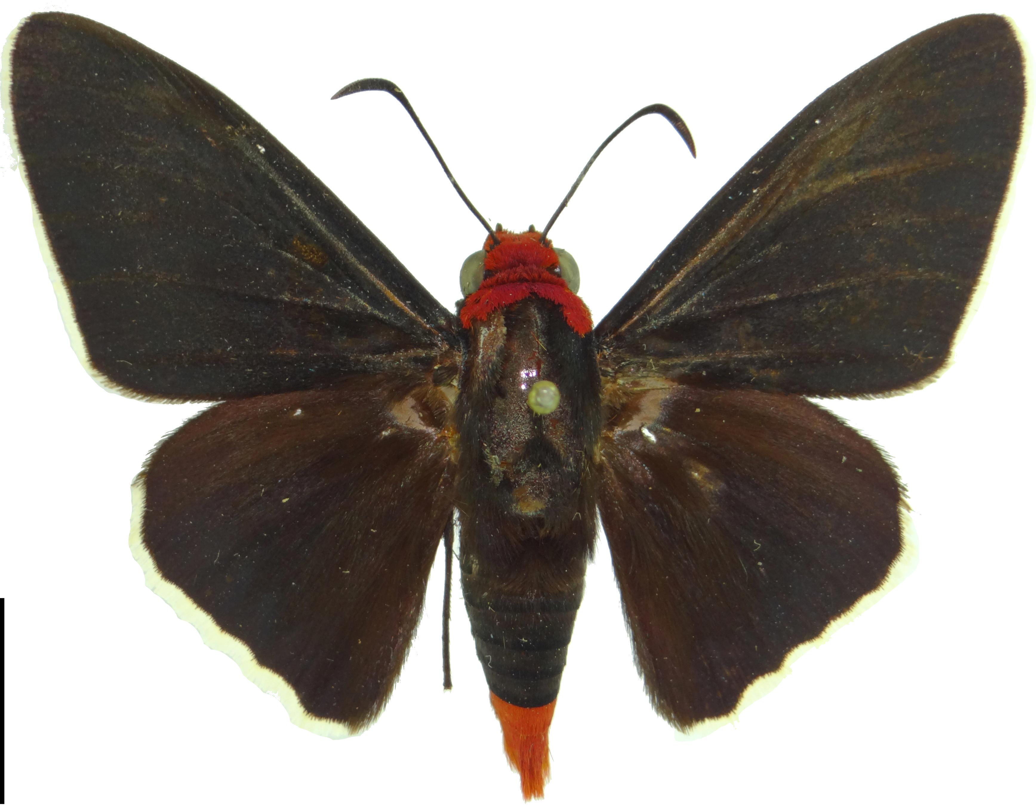 Microceris lamprus albociliata (type specimens)