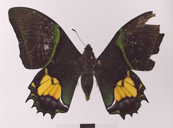 Teinopalpus aureus eminens (type specimens)