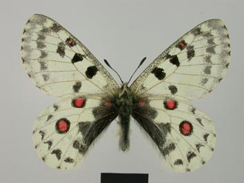 Parnassius epaphus cachemiriensis (type specimens)
