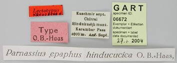 Parnassius epaphus hinducucica SYNTYPE Pakistan [MFNB].