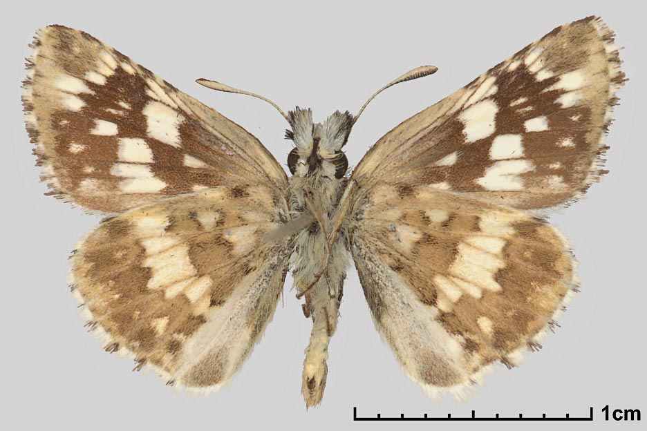 Burnsius adepta inepta (type specimens)
