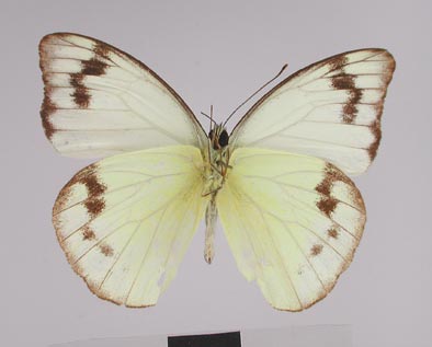 Cepora perimale jeanneli (type specimens)
