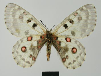 Parnassius simonius lanaki TYPE [SMTD].